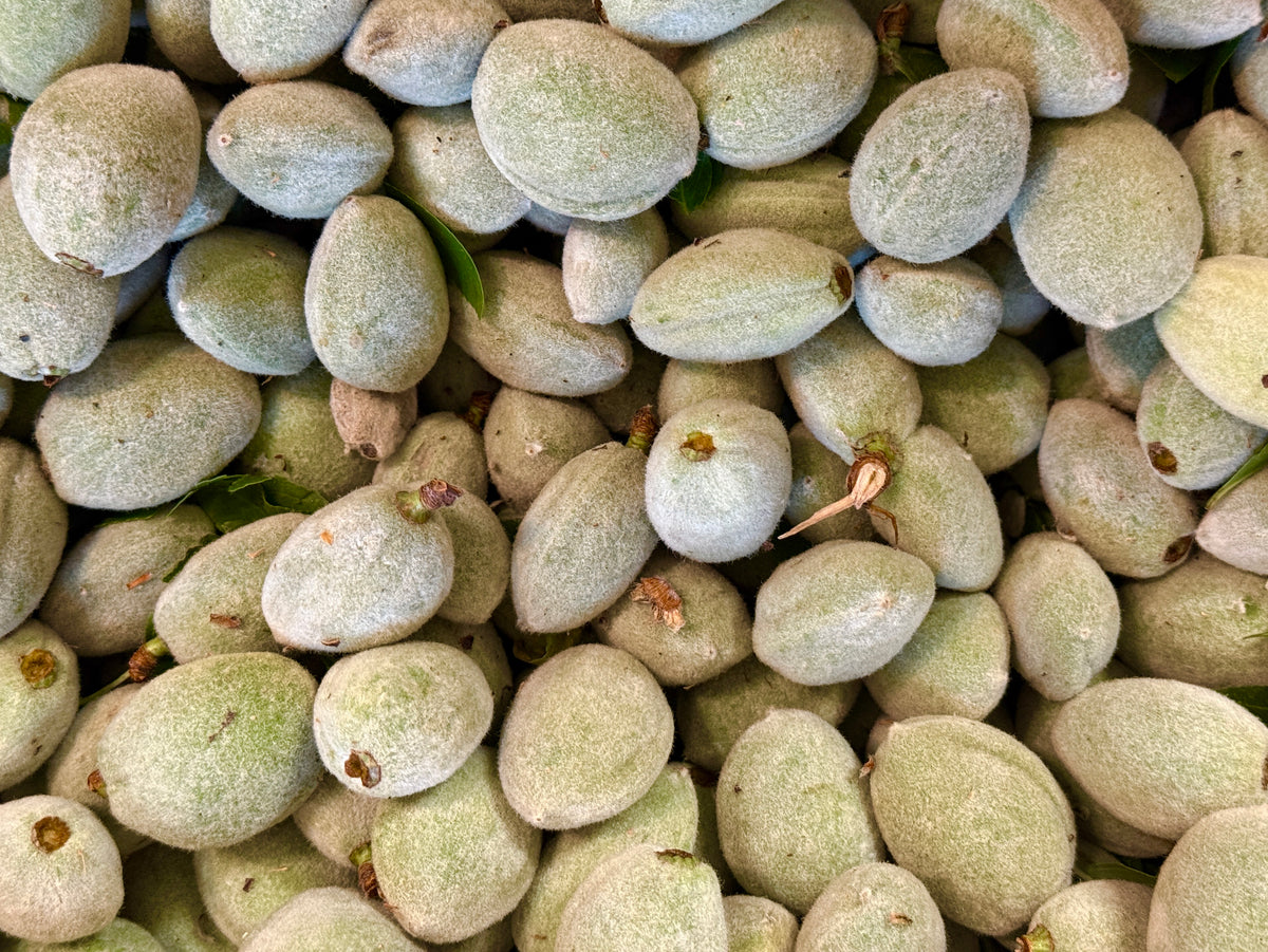 🟦 Fresh Hard Large California Green Raw Almonds - 2 Pounds (Chaghale B ...