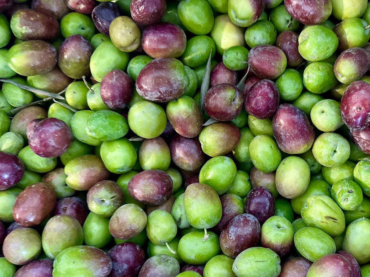 🟦 Fresh Raw Green Olives - Fresh, Raw - 1 Pound (Zeytoon Tazeh) – Kalamala